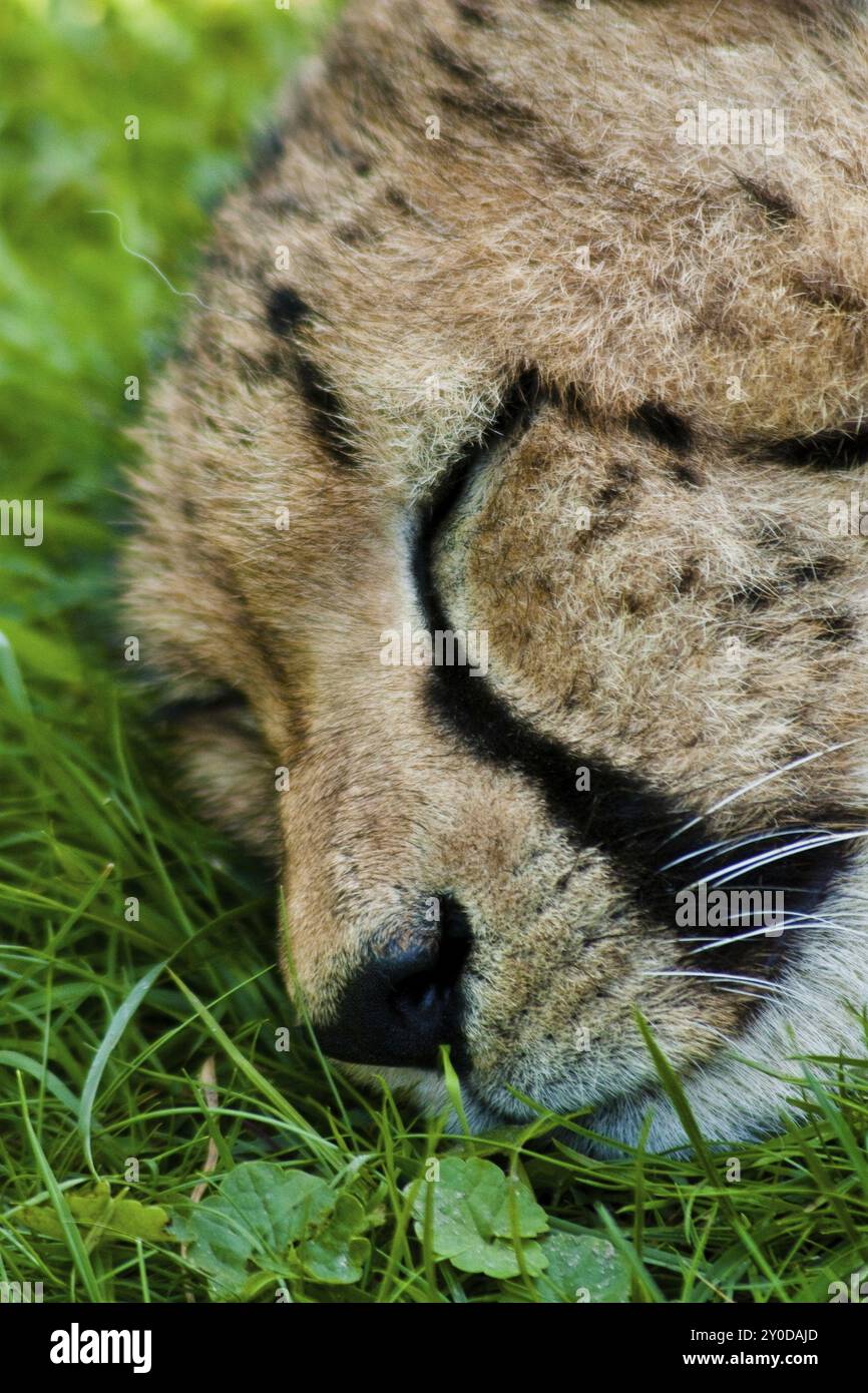 Cheetah, African habitat Stock Photo - Alamy