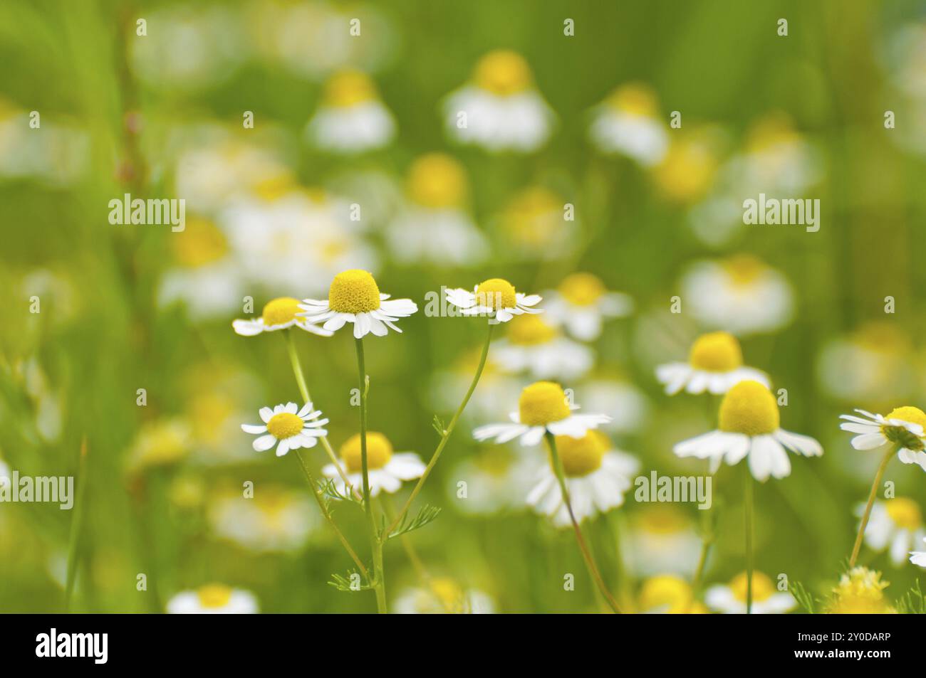 New york city im sommer hi-res stock photography and images - Alamy