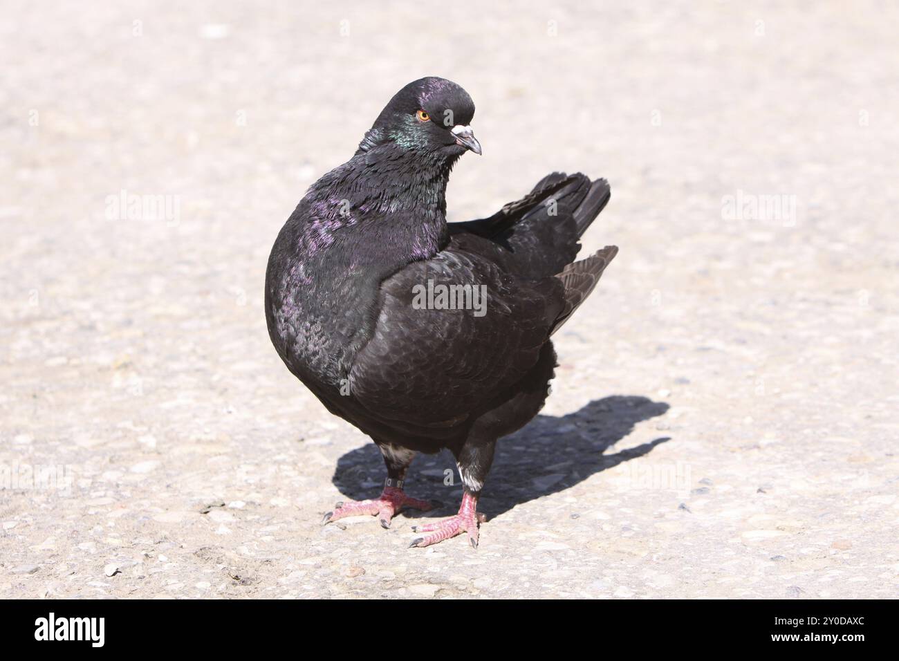 Pigeons modena hi-res stock photography and images - Alamy
