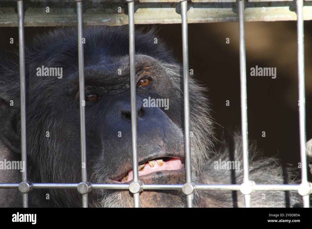 Old chimpanzee in a cage Stock Photo - Alamy
