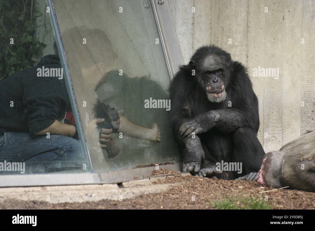 Old chimpanzee at the zoo with visitors Stock Photo - Alamy
