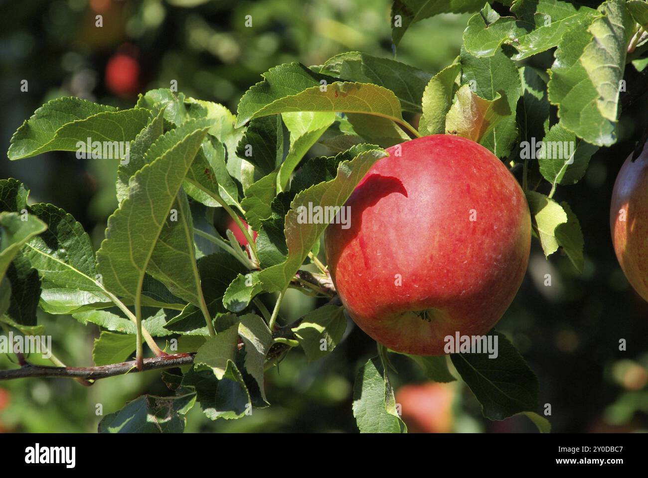 Apple am Baum, apple on tree Stock Photo - Alamy
