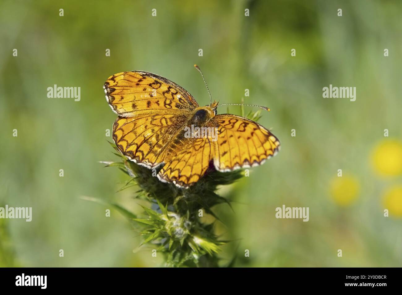 Perlmutterfalter, Butterfly Dark green fritillary, Argynnis Stock Photo ...