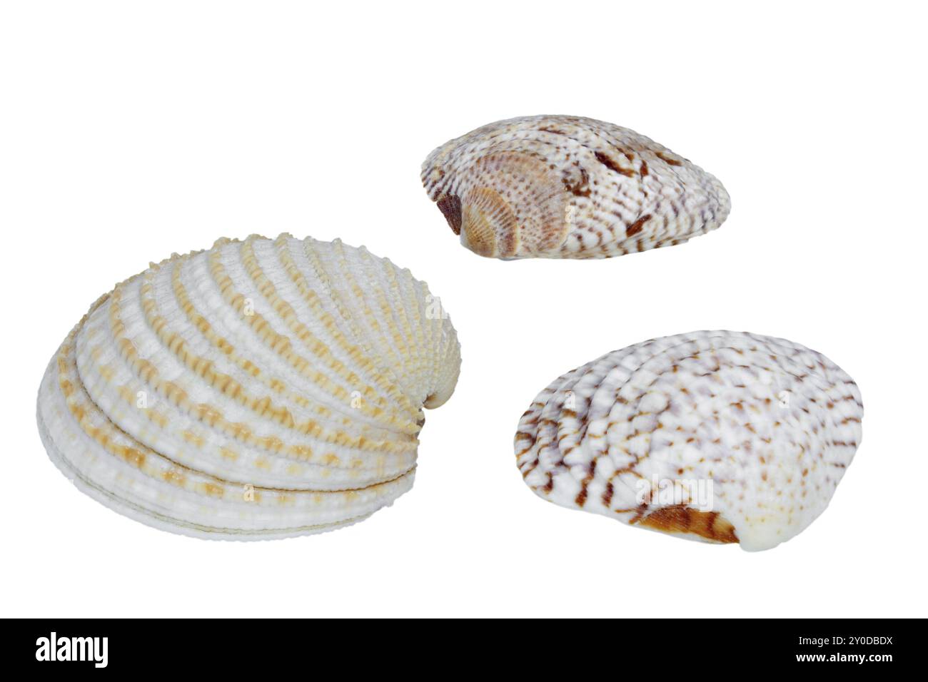 Shells on a white background Stock Photo - Alamy