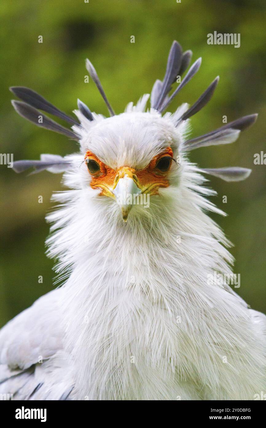 Secretary bird in natural habitat hi-res stock photography and images ...