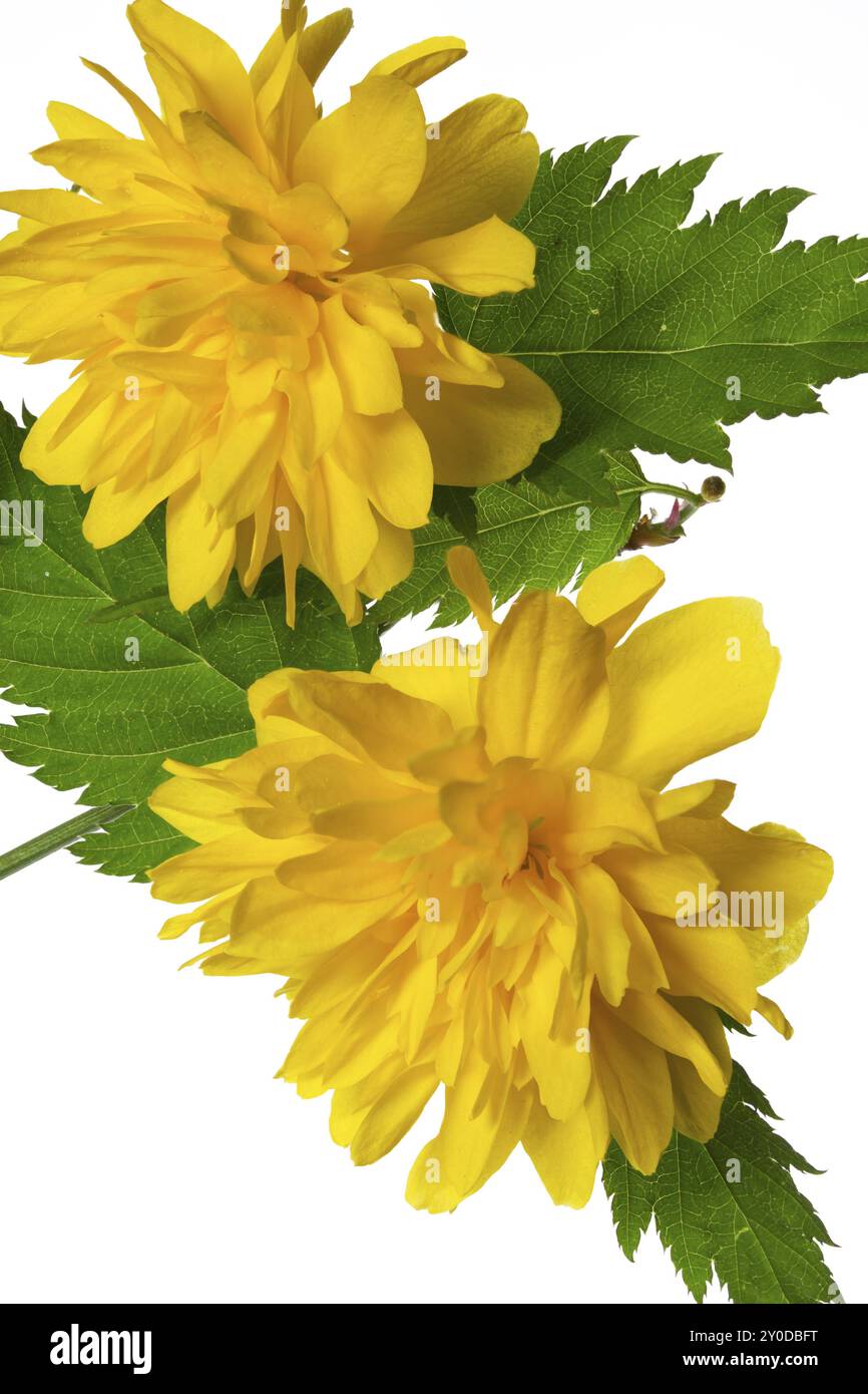 Japanese ranunculus hi-res stock photography and images - Alamy