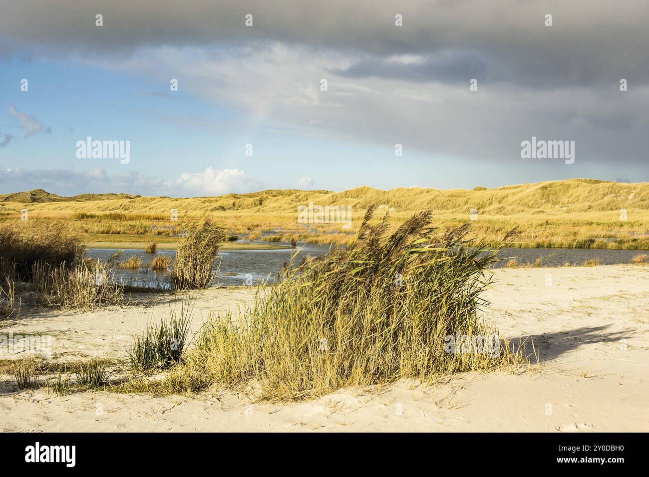 Landscape in the dunes on the island of Amrum Stock Photo - Alamy