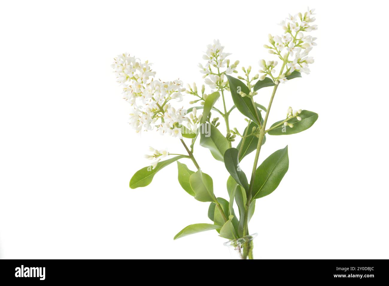 Flowering privet (Ligustrum Stock Photo - Alamy
