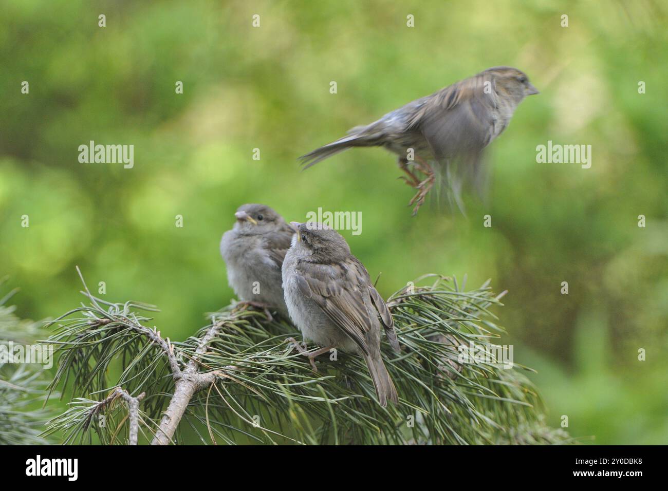 Sparrow's mother feeds her young on a tree trunk Stock Photo - Alamy