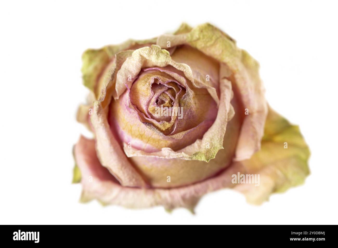 Withered rose head on a white background Stock Photo - Alamy