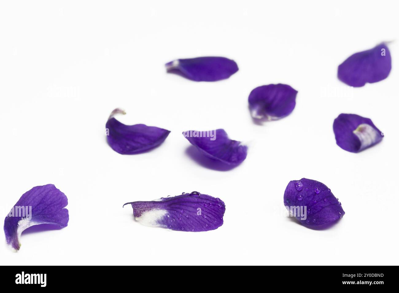 Close up common violet Cut Out Stock Images & Pictures - Alamy