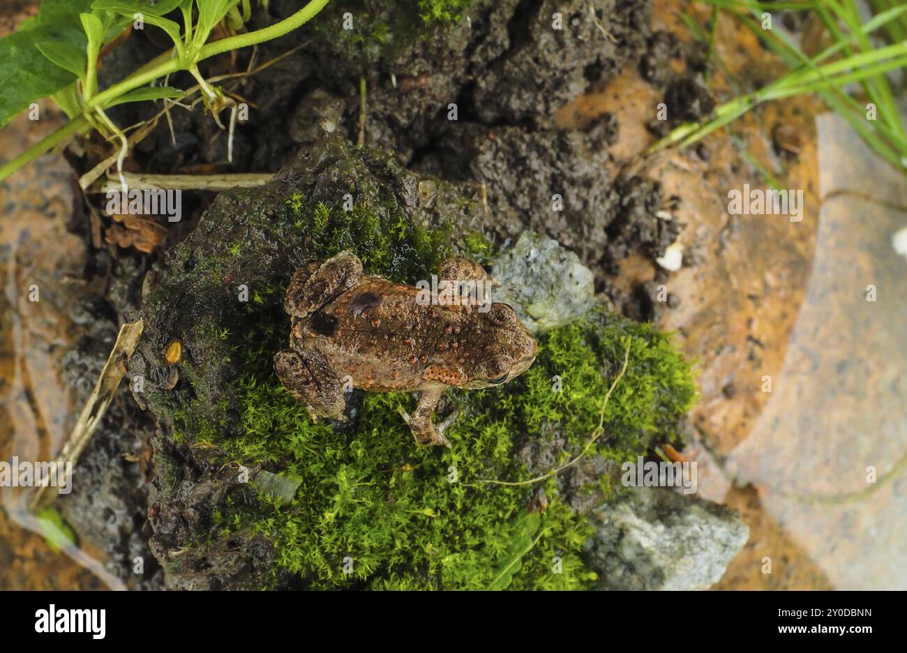 Little common european frog waiting for a leap attack on top of moss ...