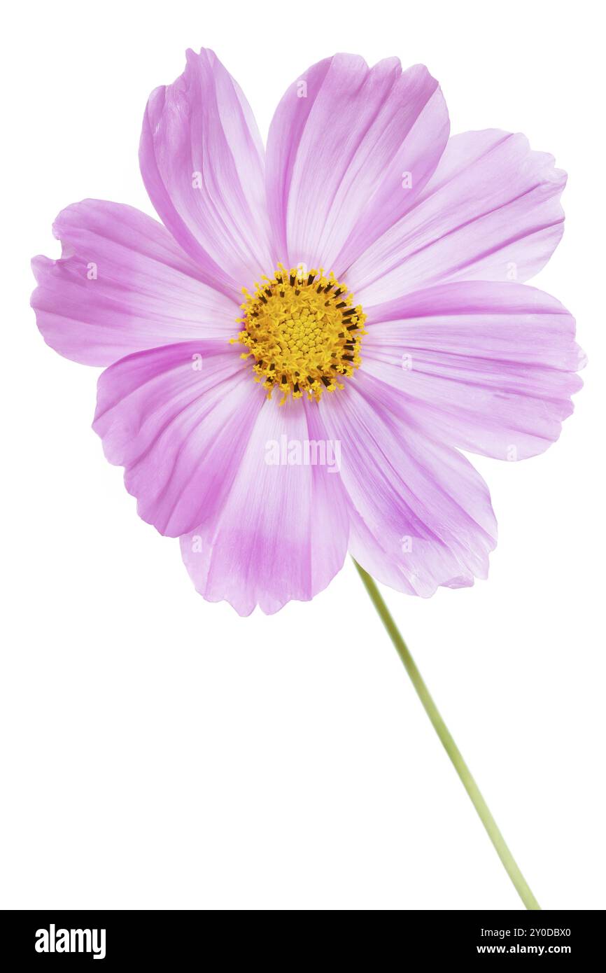 Mexican aster (Cosmos bipinnatus) on a white background Stock Photo - Alamy