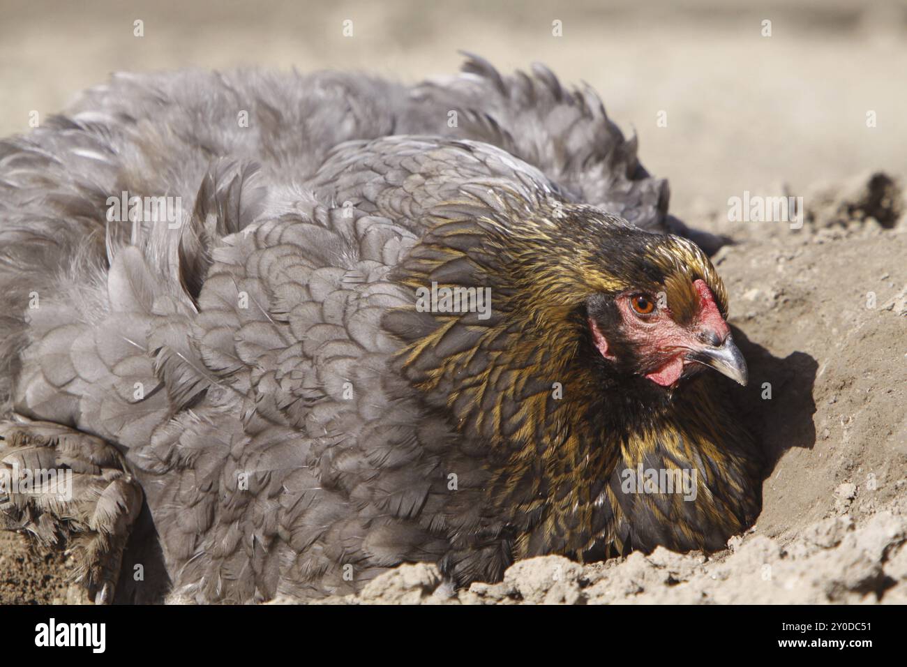 Grey Brahma hen Stock Photo - Alamy