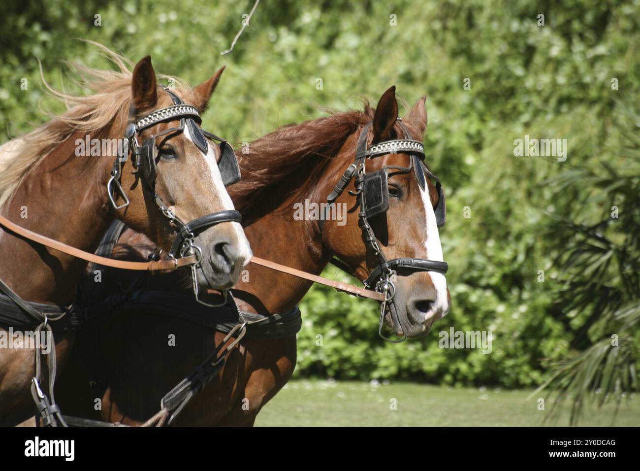 Cold-blooded horses on the reins Stock Photo - Alamy