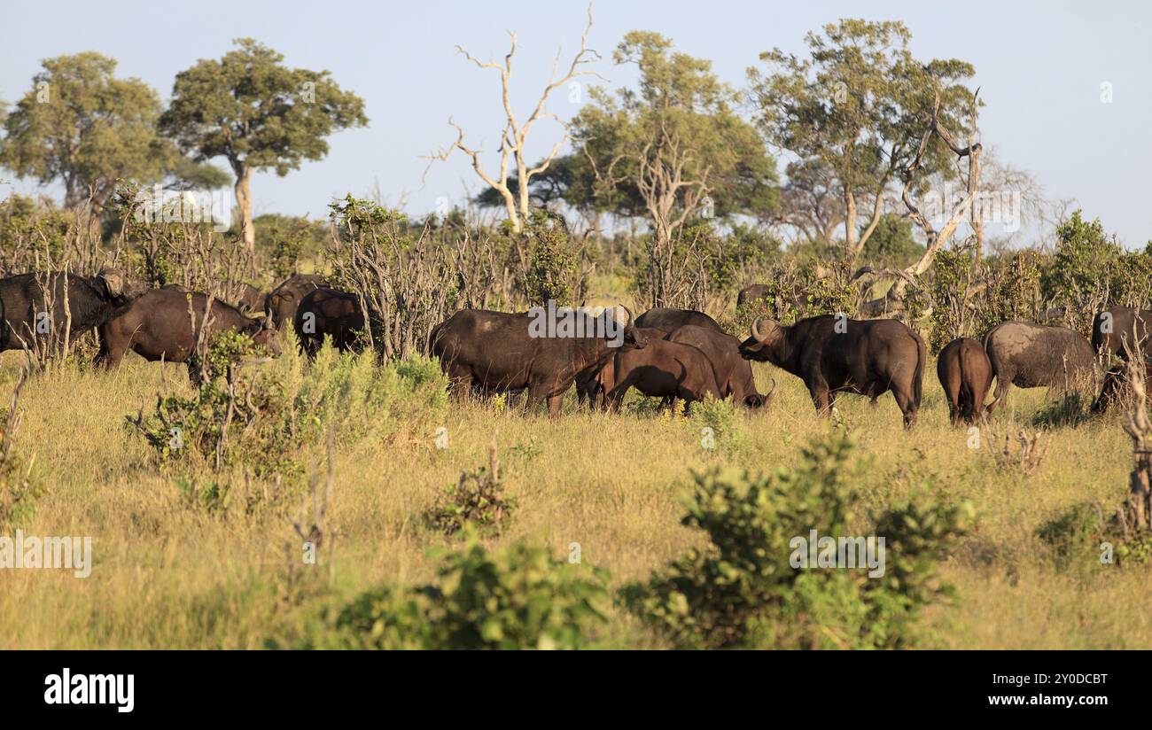 Flock water buffalo hi-res stock photography and images - Alamy