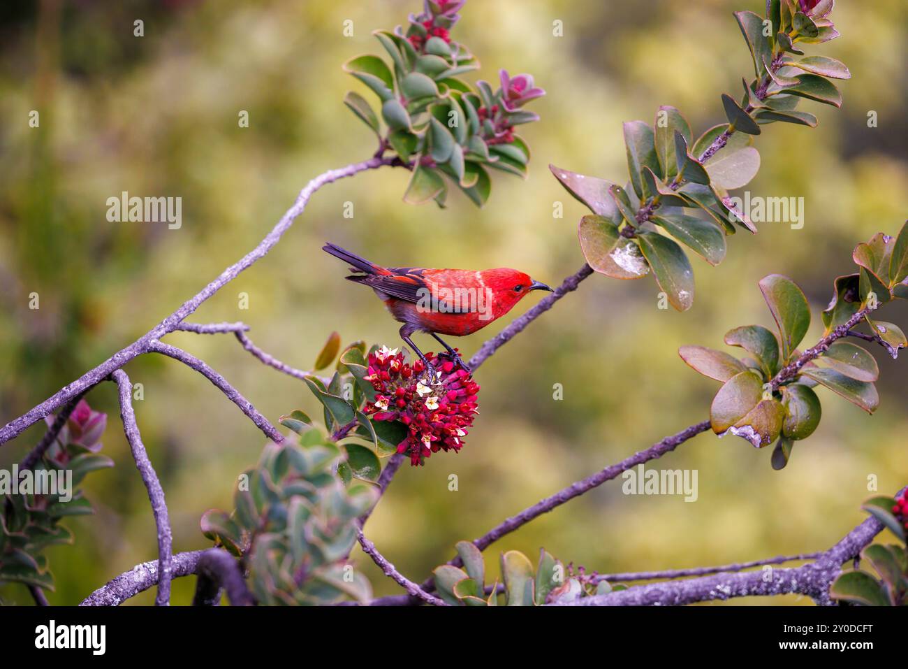 An apapane bird, Himatione sanguinea, an endemic species of Hawaiian ...