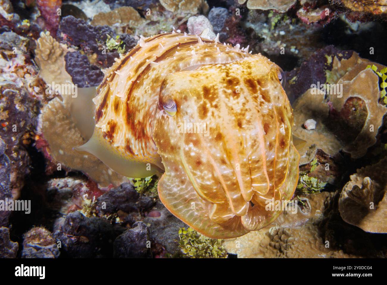 This broadclub cuttlefish, Sepia latimanus, was photographed at night ...