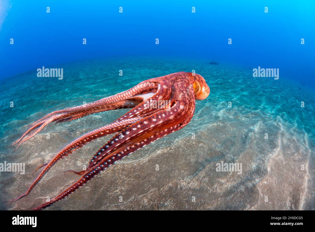 The day octopus, Octopus cyanea, is also known as the big blue octopus ...