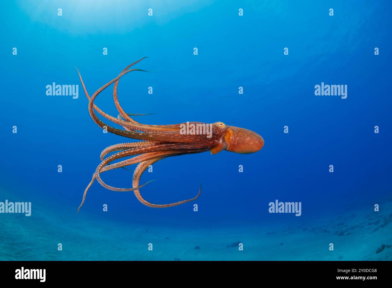 The day octopus, Octopus cyanea, is also known as the big blue octopus ...