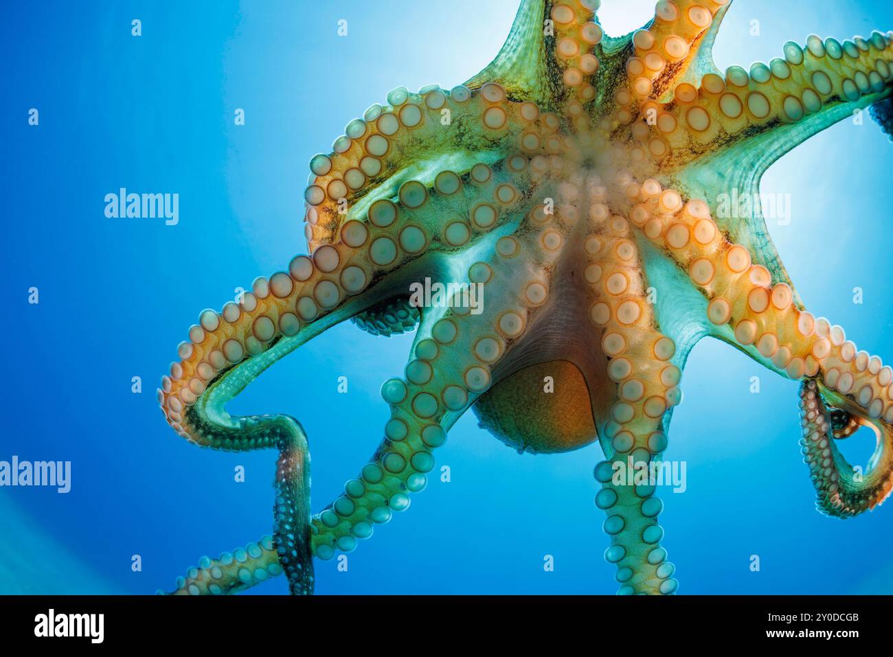 The day octopus, Octopus cyanea, is also known as the big blue octopus ...