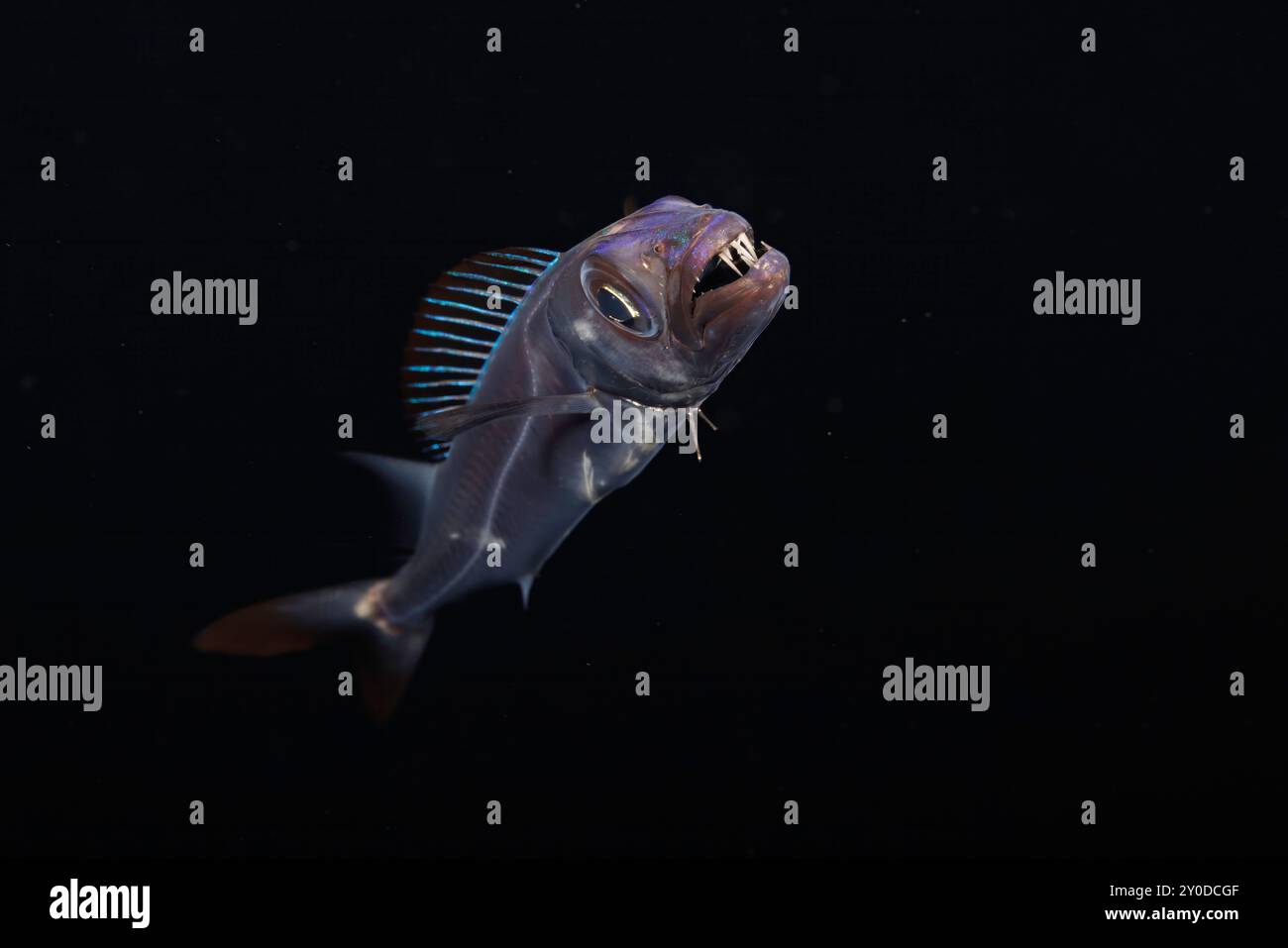 The streaked Spanish mackerel, Promethichthys prometheus, is also known ...