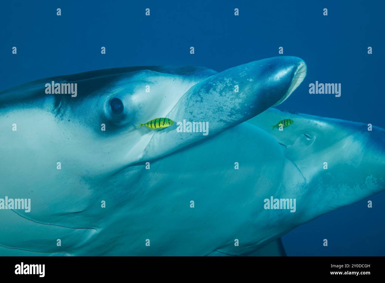 Reef manta ray, Mobula alfredi, and yellow pilotifsh, Yap, Micronesia ...