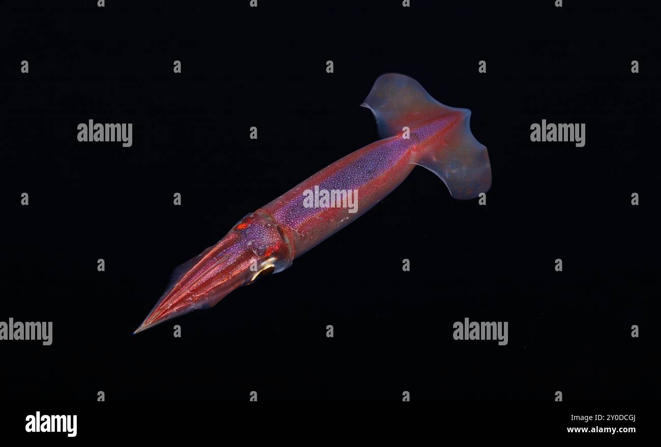 The purpleback flying squid or purpleback squid, Sthenoteuthis ...
