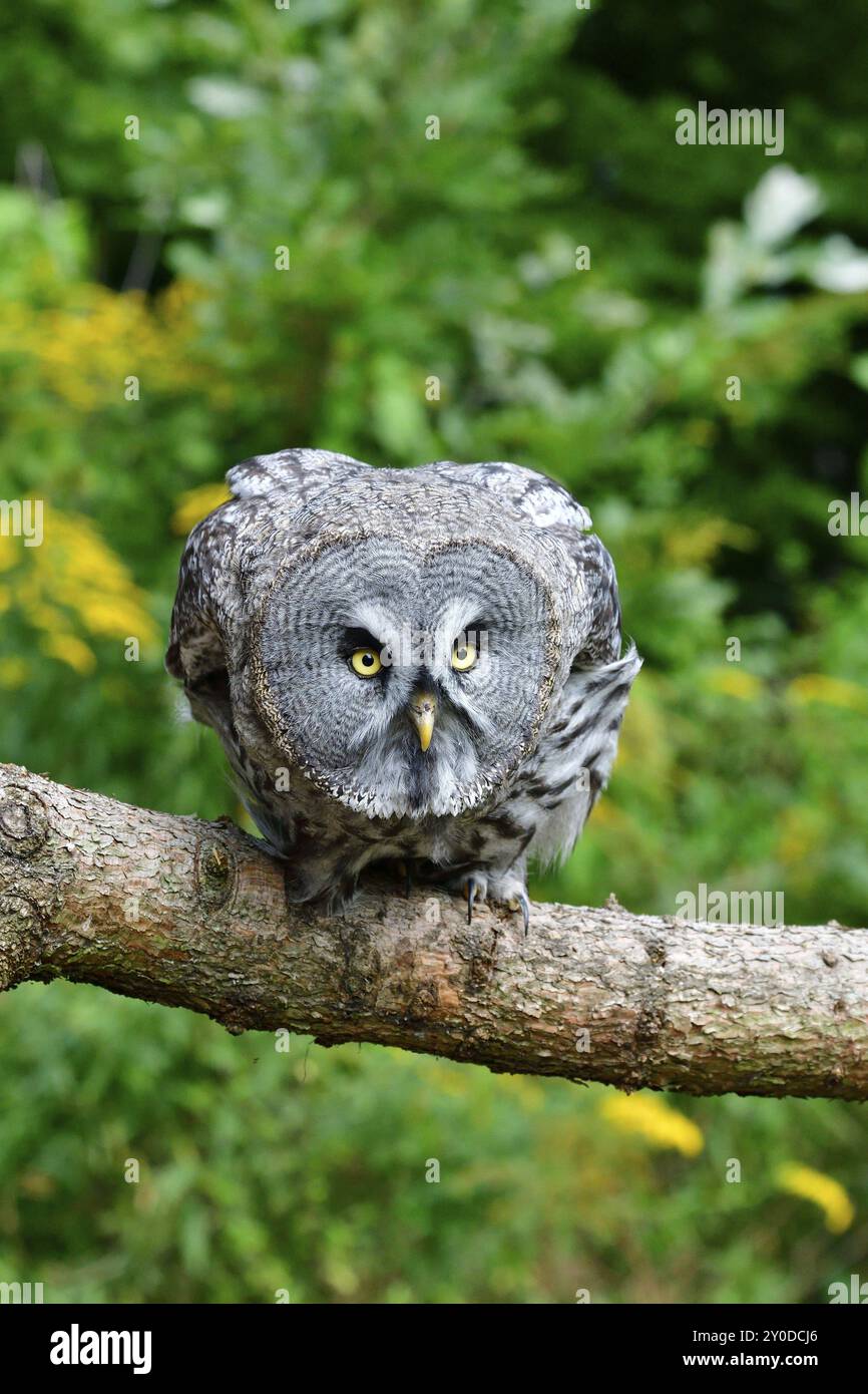 Great grey owl hunting Stock Photo - Alamy