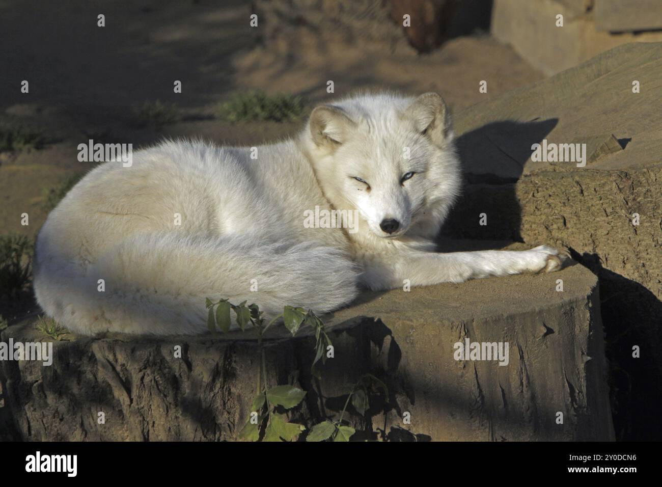 Arctic white fox Stock Photo - Alamy