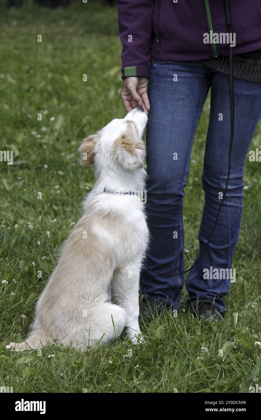 Cream-coloured Border Collie at a dog test Stock Photo - Alamy
