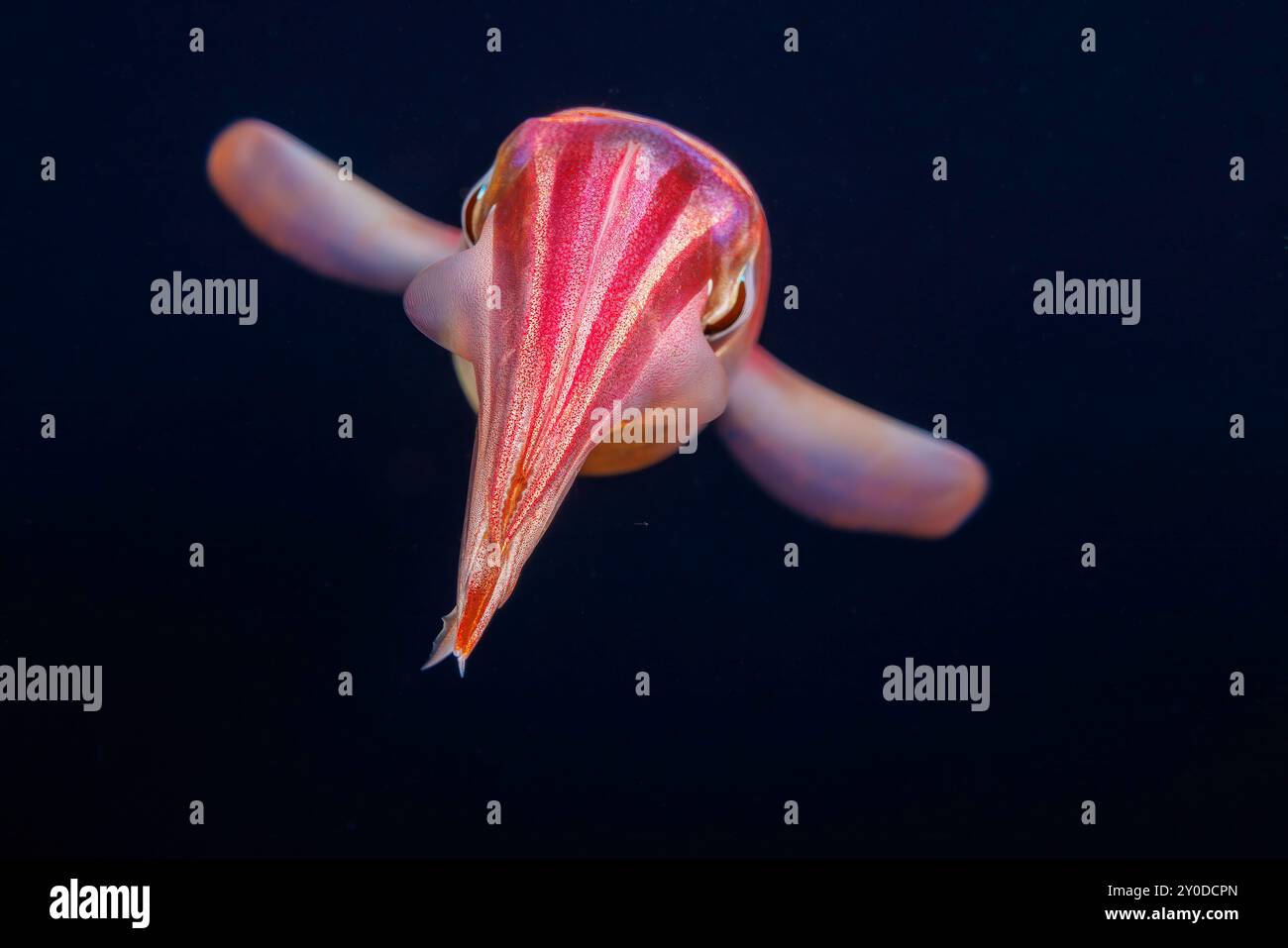 The purpleback flying squid or purpleback squid, Sthenoteuthis ...