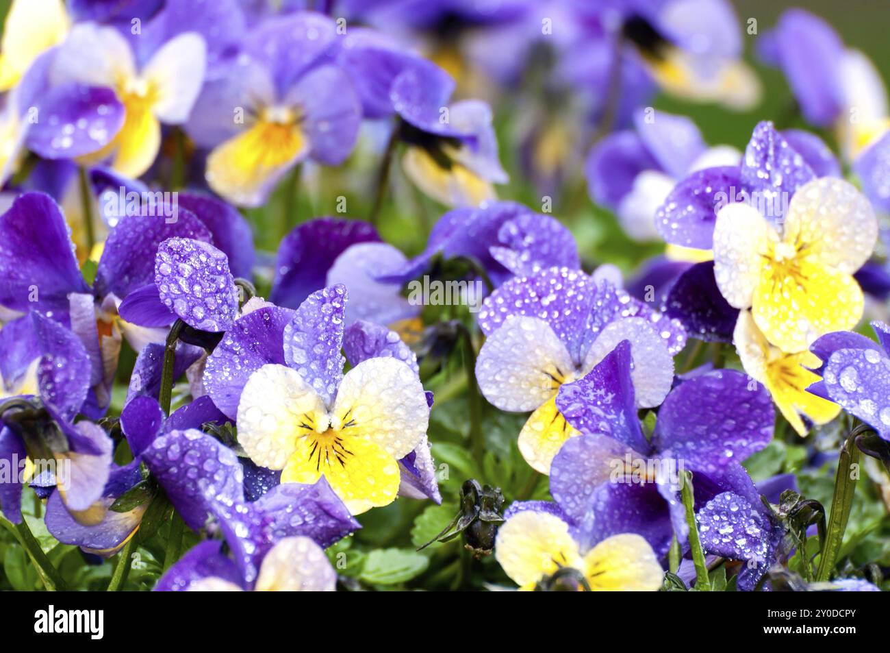 A bed full of purple and yellow violets, sparkling water on the petals ...