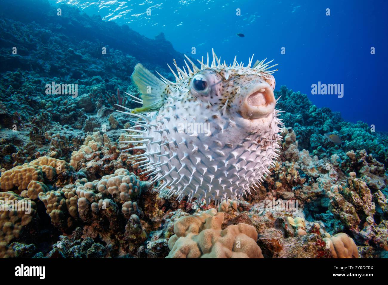 David fleetham porcupinefish hi-res stock photography and images - Alamy