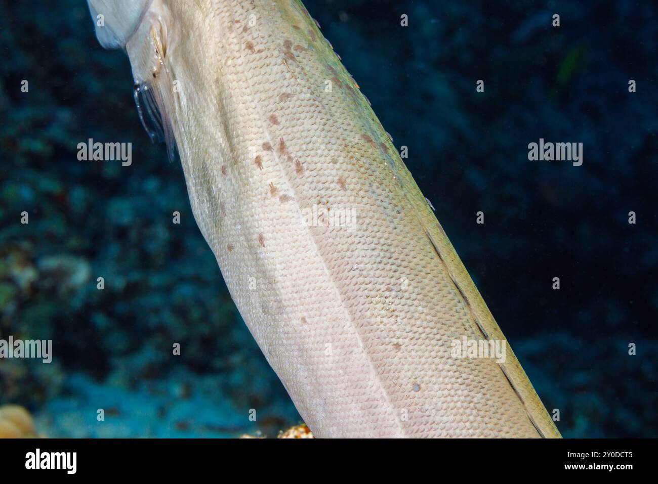 These are parasitic copepods, behind the pectoral fin of this ...