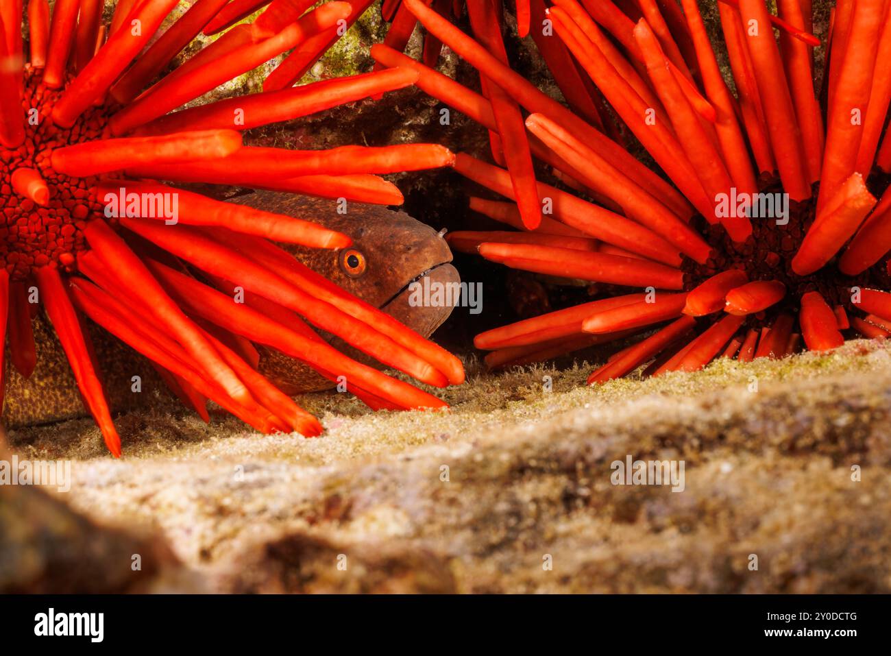 Moray resting hi-res stock photography and images - Alamy