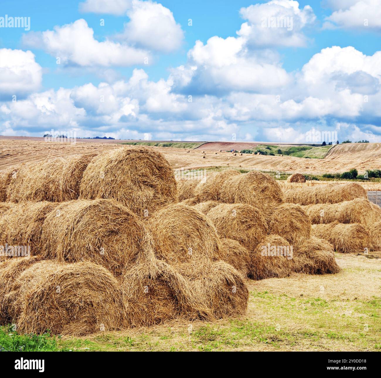 Landscape view of a farm field with gathered crops, stacks of wheat ...