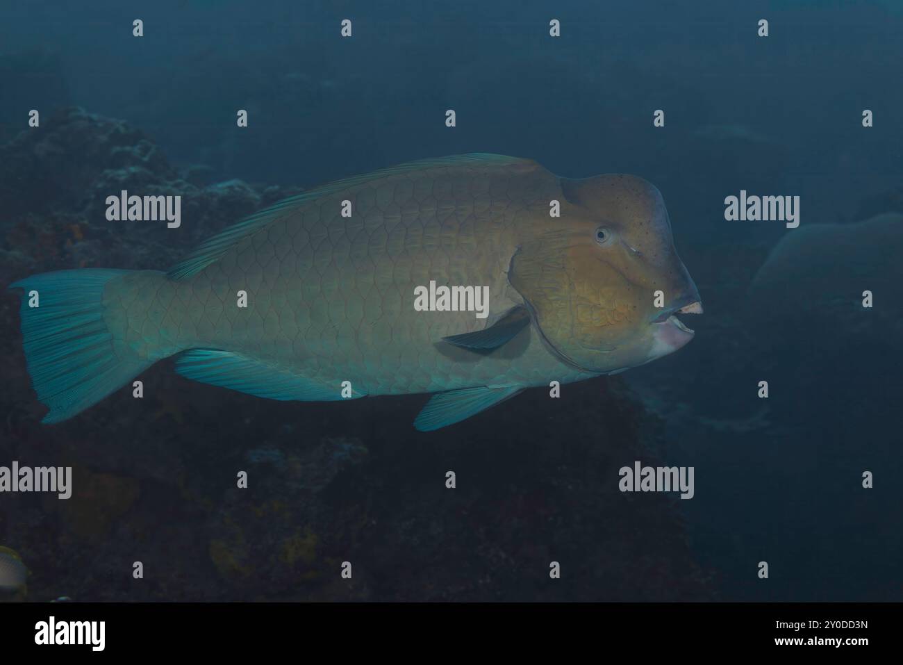 Bumphead parrotfish, Bolbometopon muricatum, are the largest species in ...