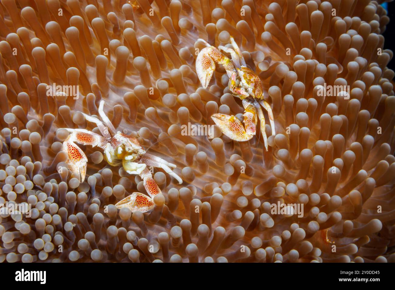 Male and female porcelain crab, Neopetrolisthes maculatus, are ...