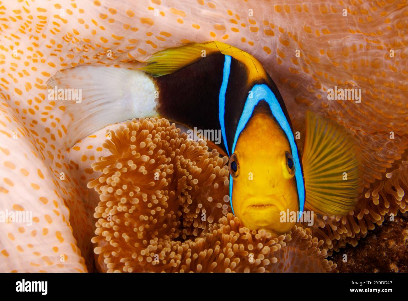 This Clark's anemonefish, Amphiprion clarkii, has selected this mertens ...