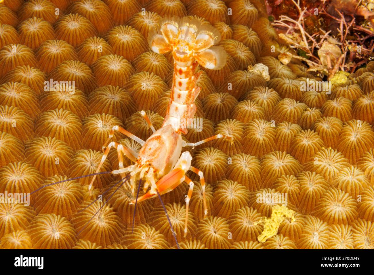 Paraxiopsis majuro hi-res stock photography and images - Alamy