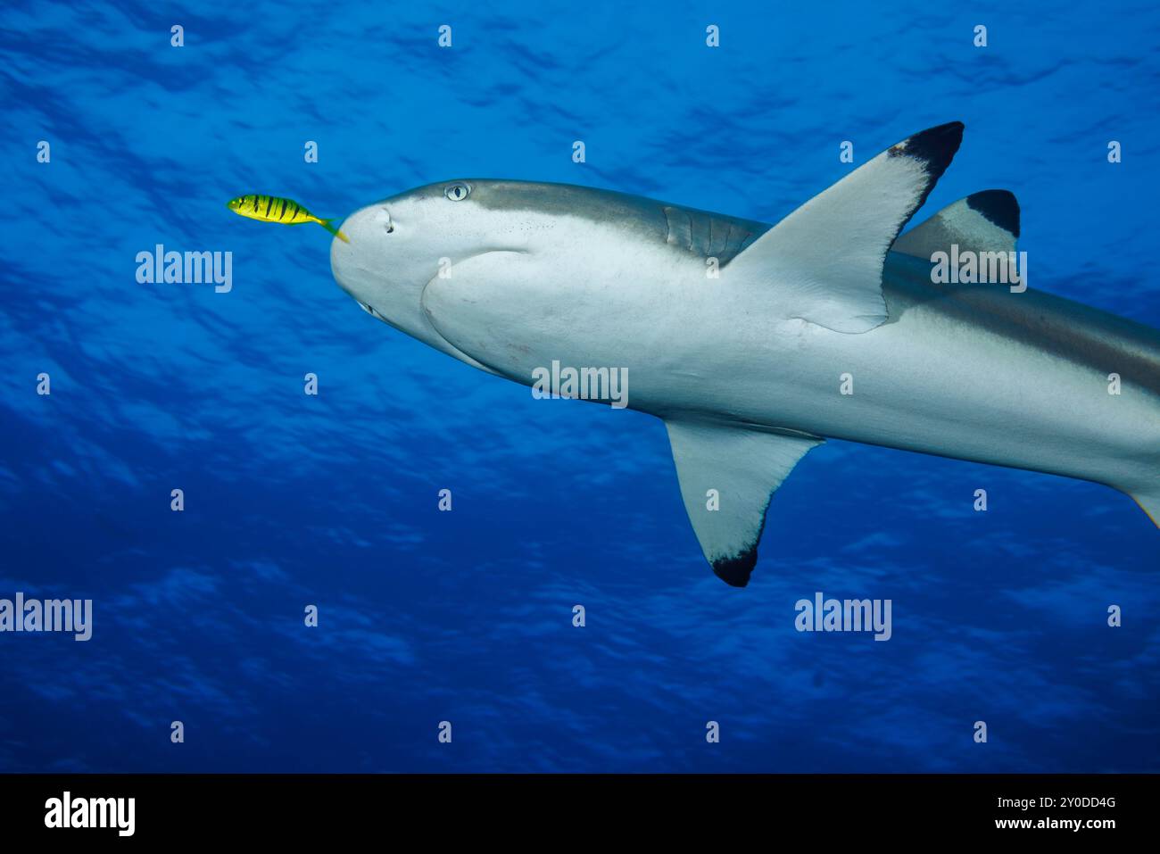 A golden trevally pilotfish, Gnathanodon specioisus, rides the nose of ...