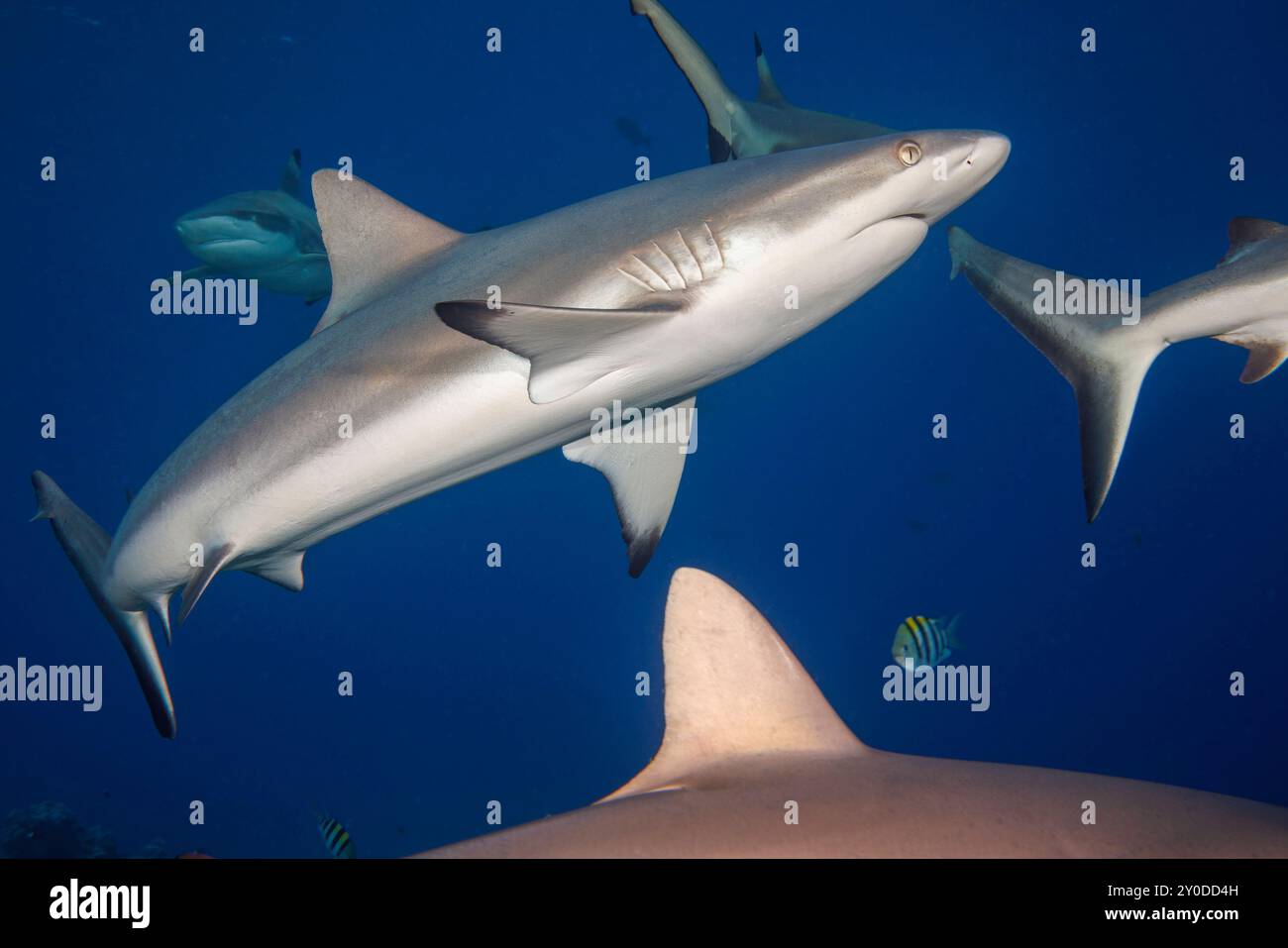 Grey reef sharks, Carcharhinus amblyrhynchos, and blacktip reef sharks ...