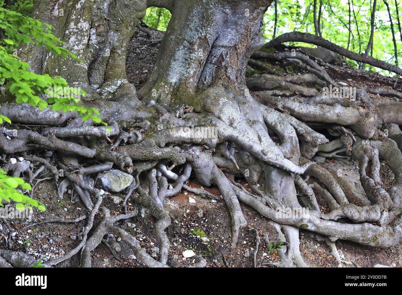 Branched tree root Stock Photo - Alamy
