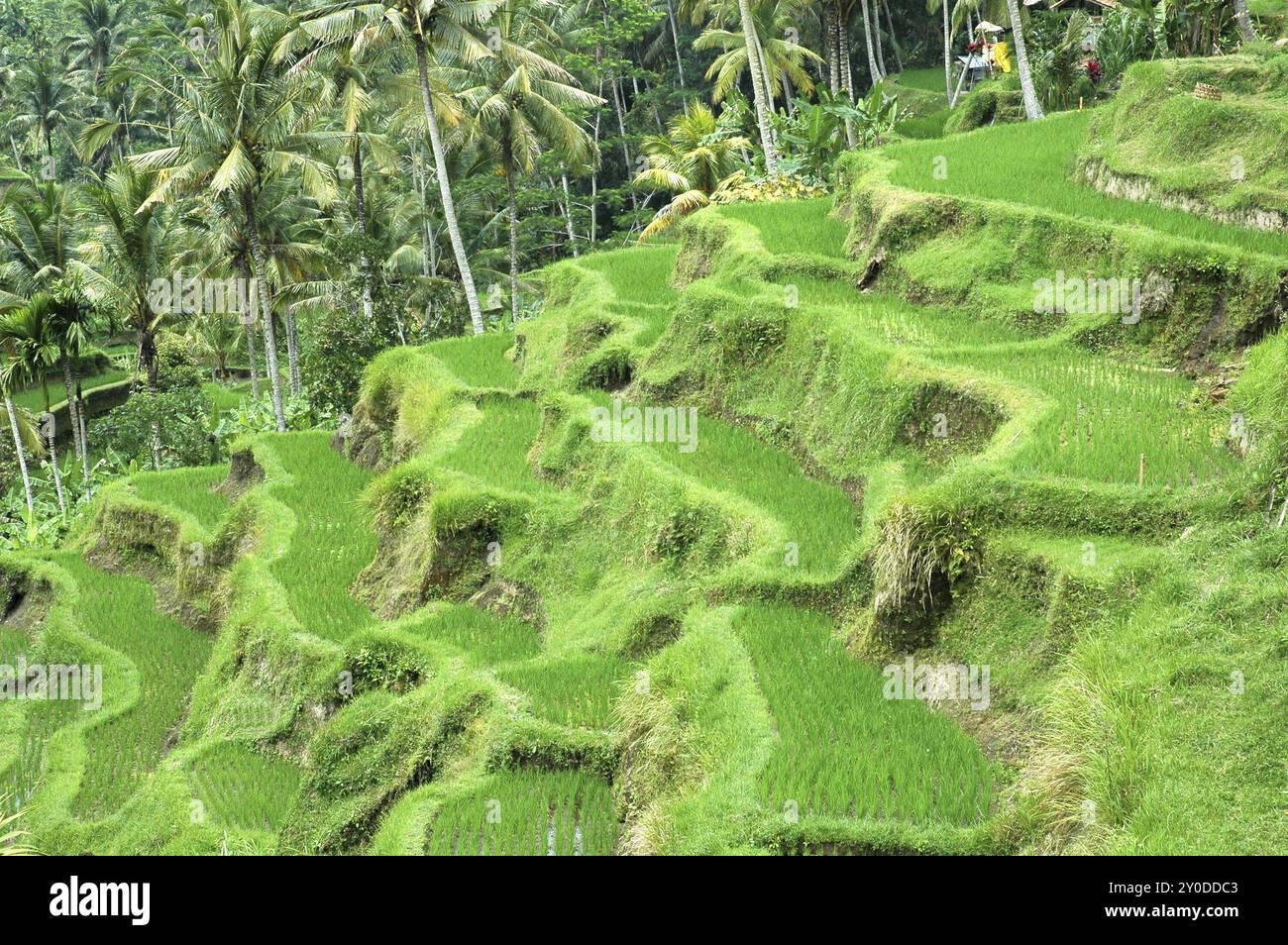 Rice terraces in Bali, Indonesia, Asia Stock Photo - Alamy