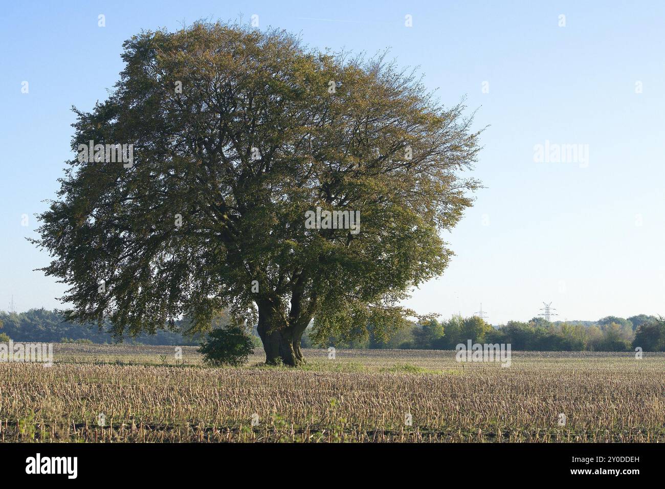 Large tree on open field Stock Photo - Alamy