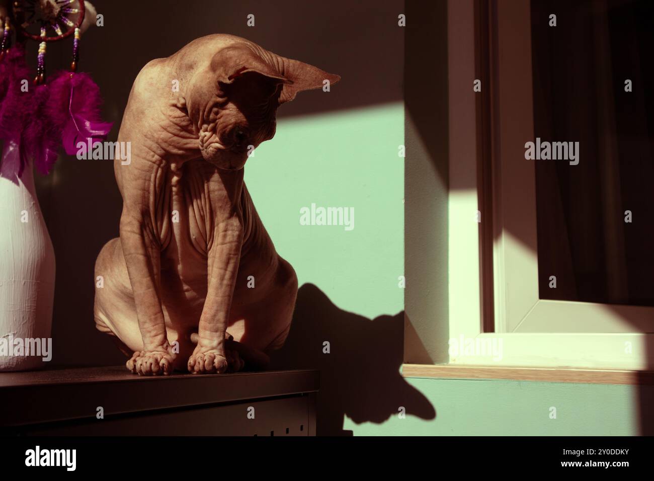 A bald cat of Canadian Sphynx breed in homy interior with contrasting ...