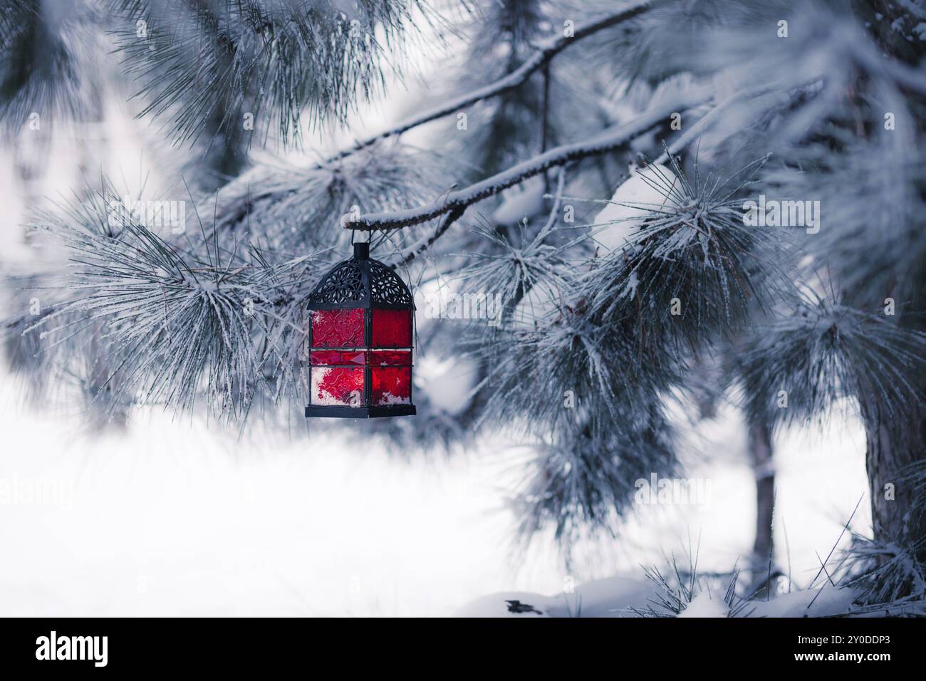 Red lanterns on tree hi-res stock photography and images - Alamy