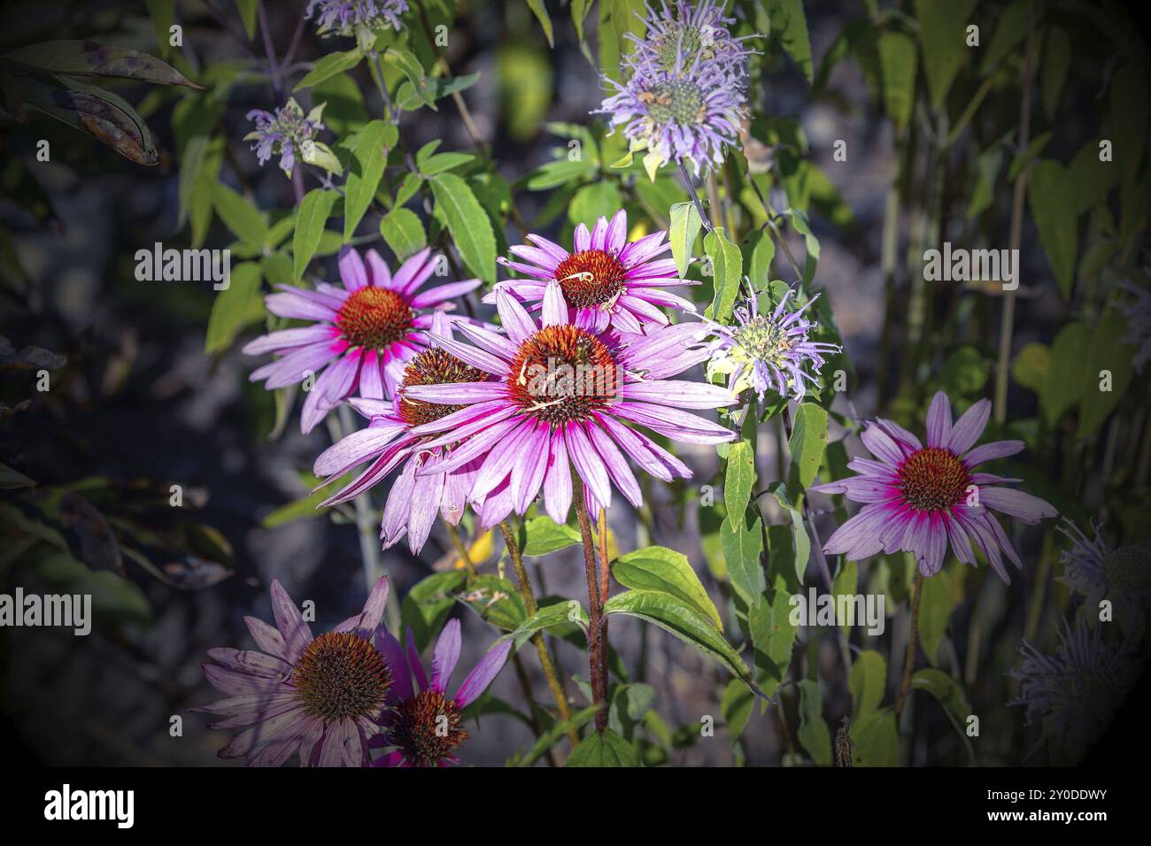 Natural scene from central Wisconsin Stock Photo - Alamy