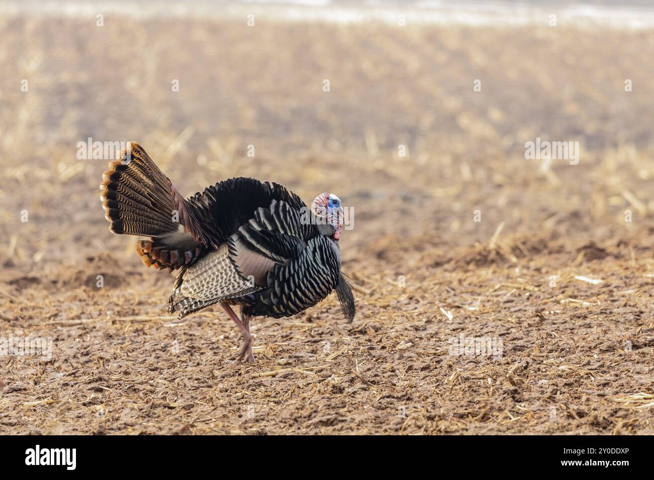 Wild turkey. Male wild turkeys display for females by puffing out their ...
